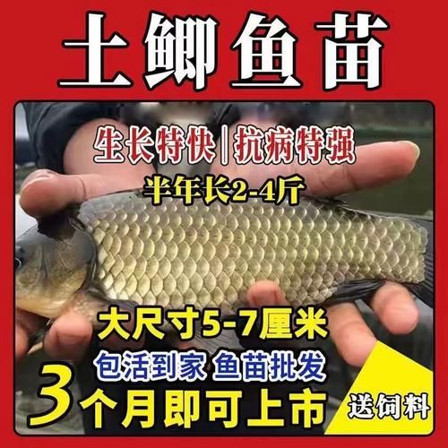鲫鱼苗多少钱一斤_鲫鱼苗价格行情-第1张图片-山城妙识