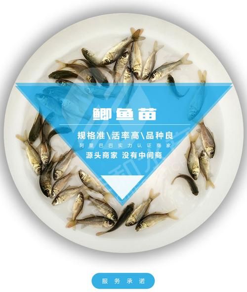 鲫鱼苗多少钱一斤_鲫鱼苗价格行情-第2张图片-山城妙识