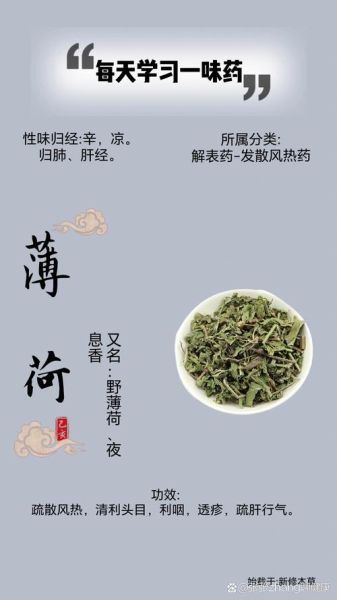 薄荷根的功效与作用_薄荷根怎么吃效果最好-第3张图片-山城妙识
