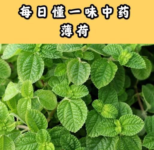 薄荷根的功效与作用_薄荷根怎么吃效果最好-第1张图片-山城妙识