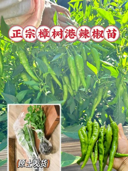 樟树港辣椒为什么这么辣_正宗产地在哪里-第1张图片-山城妙识 樟树港辣椒为什么这么辣_正宗产地在哪里-第1张图片-山城妙识