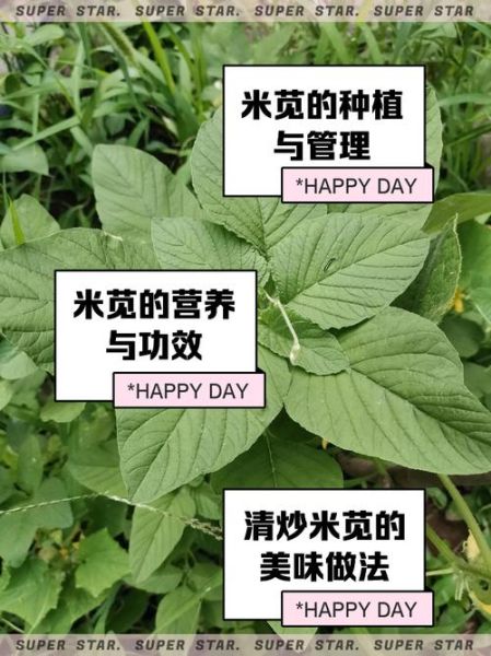 米苋怎么读_米苋的拼音是什么-第1张图片-山城妙识 米苋怎么读_米苋的拼音是什么-第1张图片-山城妙识