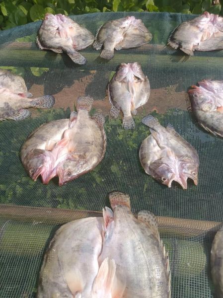 桂花鱼营养价值_孕妇能吃吗-第3张图片-山城妙识