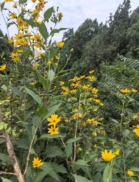 洋姜花可以吃吗_洋姜花怎么吃-第1张图片-山城妙识