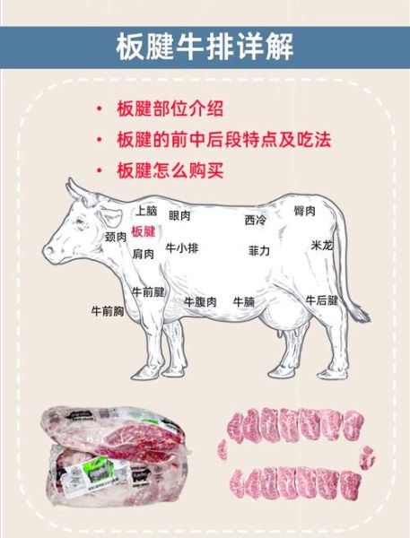 一头牛有多少牛腱子肉_牛腱子肉部位分布-第2张图片-山城妙识
