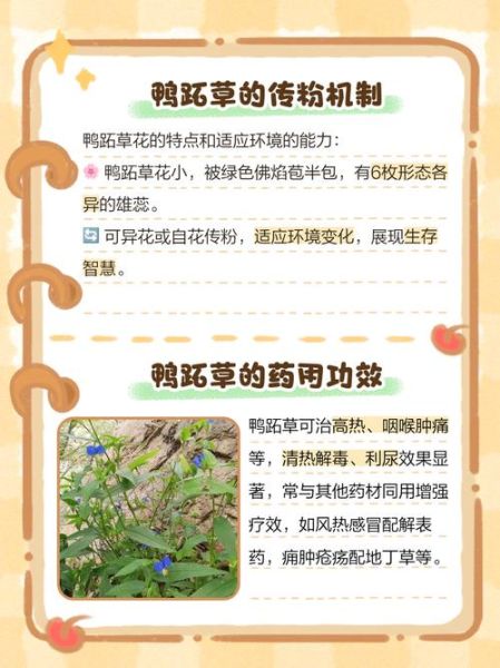 鸭跖草科植物有哪些_常见品种识别技巧-第2张图片-山城妙识