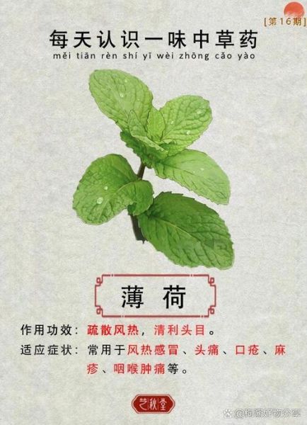 薄荷怎么吃最健康_薄荷的功效与作用有哪些-第1张图片-山城妙识