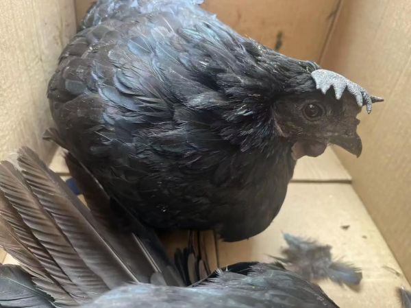 一只乌鸡大概多少钱_乌鸡市场价格是多少-第2张图片-山城妙识