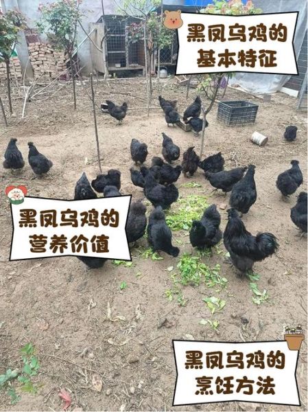 一只乌鸡大概多少钱_乌鸡市场价格是多少-第1张图片-山城妙识