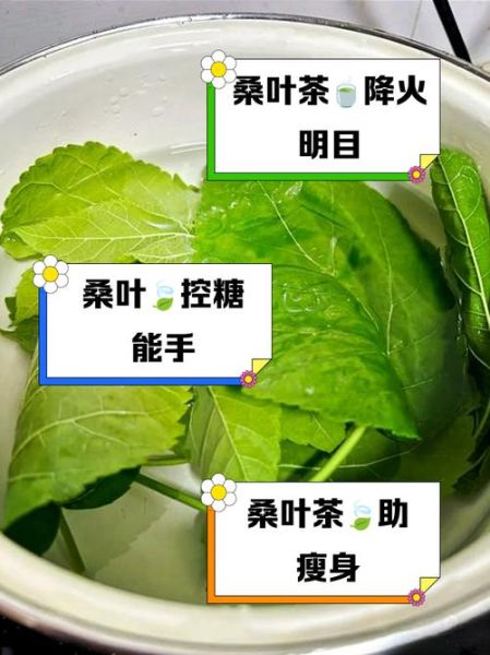 桑叶泡水喝的禁忌_桑叶与什么相克-第2张图片-山城妙识