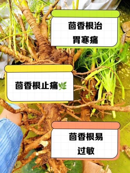 茴香根的功效与作用_茴香根怎么吃效果最好-第1张图片-山城妙识