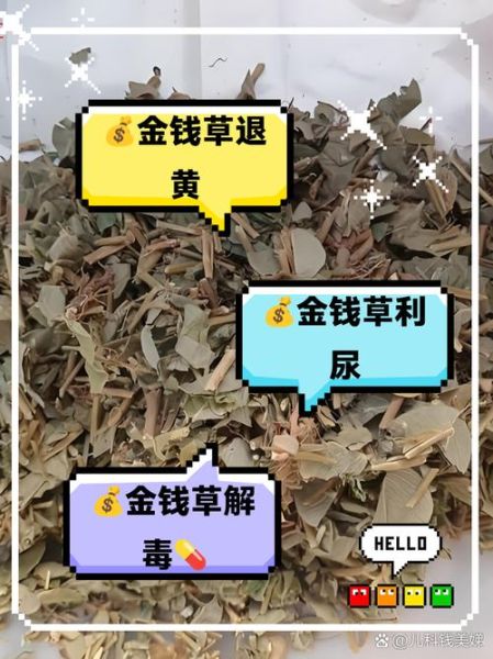 金钱草的功效与作用_金钱草怎么泡水喝-第2张图片-山城妙识