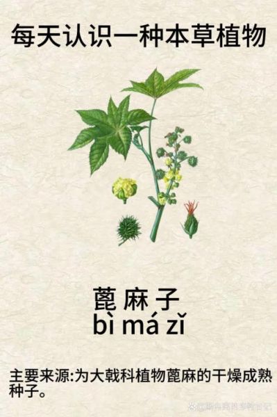 麻子植物图片_麻子植物长什么样-第2张图片-山城妙识