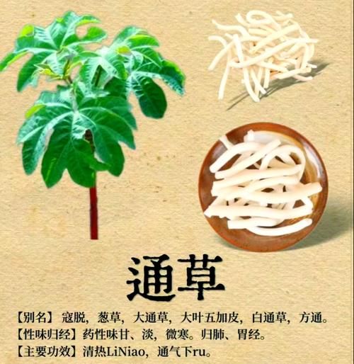 大通草的功效与作用_孕妇能吃吗-第1张图片-山城妙识 大通草的功效与作用_孕妇能吃吗-第1张图片-山城妙识