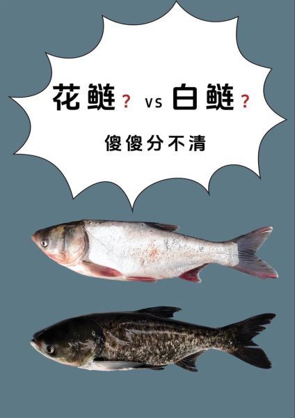 鲢鱼图片大全大图_如何区分花鲢与白鲢-第1张图片-山城妙识