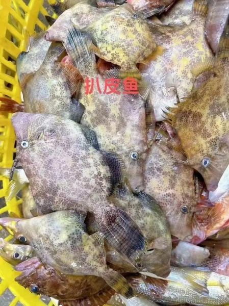 大扒皮鱼怎么做好吃_家常做法窍门-第3张图片-山城妙识 大扒皮鱼怎么做好吃_家常做法窍门-第3张图片-山城妙识