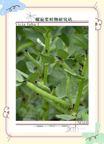 蚕豆芽怎么发_蚕豆芽发芽温度多少合适-第1张图片-山城妙识