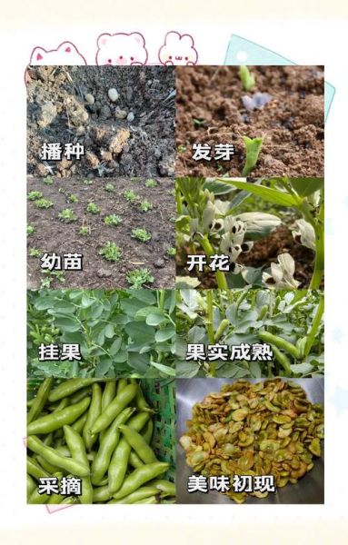 蚕豆芽怎么发_蚕豆芽发芽温度多少合适-第2张图片-山城妙识