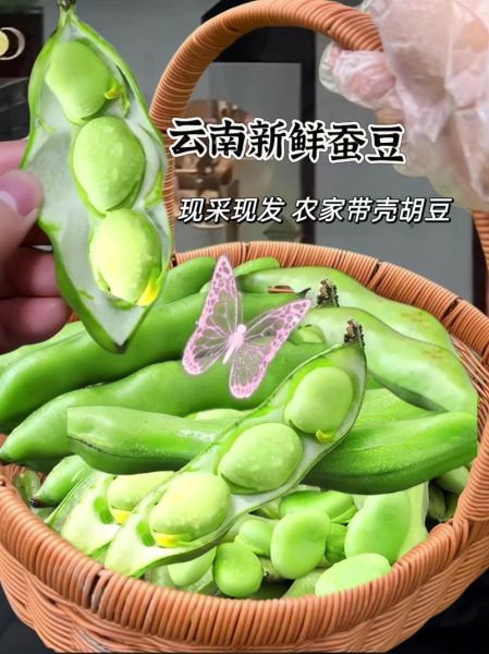 蚕豆芽怎么发_蚕豆芽发芽温度多少合适-第3张图片-山城妙识