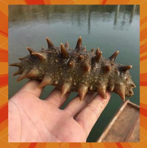 辽参多少钱一斤_辽参价格影响因素-第1张图片-山城妙识