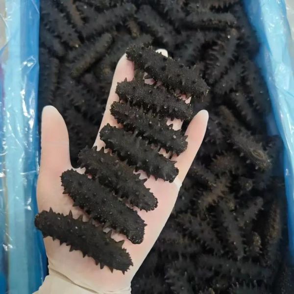 辽参多少钱一斤_辽参价格影响因素-第2张图片-山城妙识