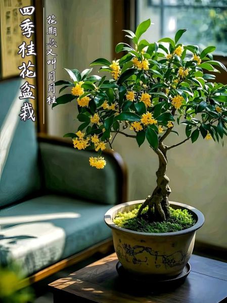 月桂花的花语是什么_月桂花怎么养-第1张图片-山城妙识