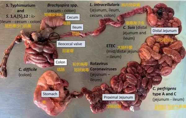 猪小肠是哪个部位_猪小肠是猪的什么器官-第3张图片-山城妙识