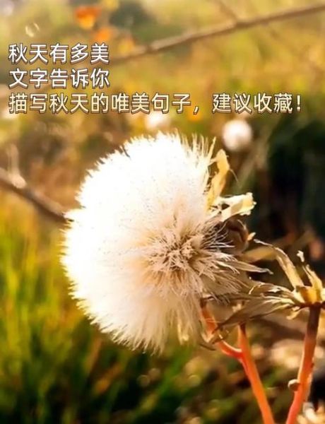 秋天的句子短句唯美_如何写出诗意秋意-第2张图片-山城妙识 秋天的句子短句唯美_如何写出诗意秋意-第2张图片-山城妙识