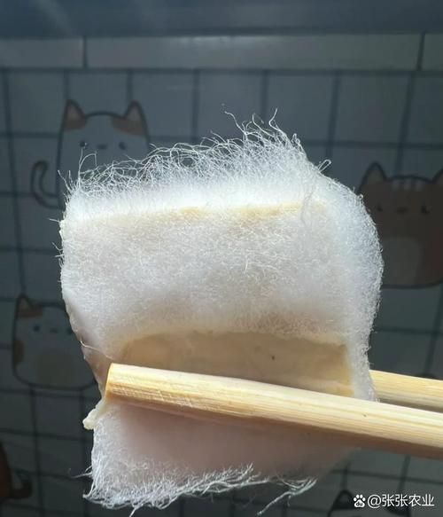 毛豆腐的霉菌是什么菌_对人体有害吗-第1张图片-山城妙识