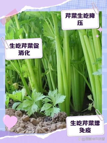 长期吃芹菜降血压吗_芹菜的副作用有哪些-第2张图片-山城妙识