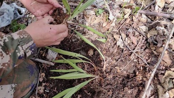 东北野生山芋头图片_如何辨别真假-第2张图片-山城妙识