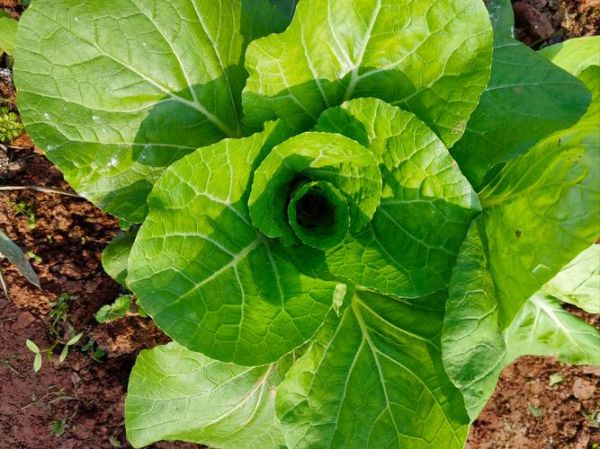 常见青菜有哪些_常见青菜怎么保存-第3张图片-山城妙识