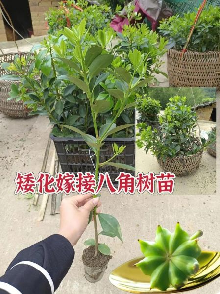 大茴香树苗怎么选_大茴香树苗图片怎么看-第1张图片-山城妙识