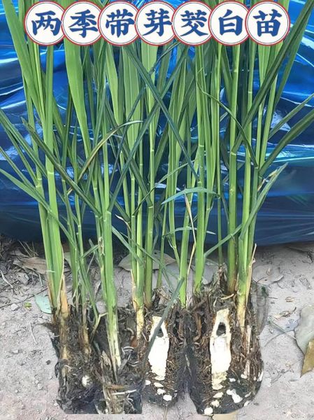 茭白是什么植物_茭白长什么样-第1张图片-山城妙识