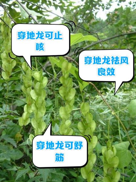 地龙的功效与作用禁忌_地龙用量多少克合适-第2张图片-山城妙识 地龙的功效与作用禁忌_地龙用量多少克合适-第2张图片-山城妙识