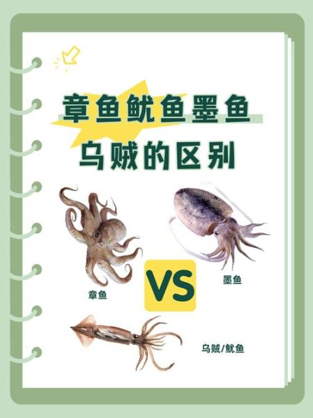 墨鱼是乌贼吗_墨鱼和乌贼的区别-第1张图片-山城妙识