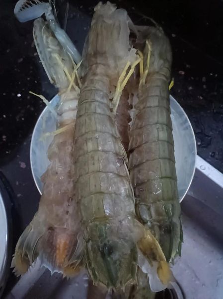 虾姑孕妇可以吃吗_孕期吃虾姑的注意事项-第1张图片-山城妙识