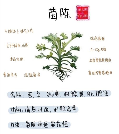茵陈的功效与作用及禁忌症_茵陈泡水喝的正确方法-第1张图片-山城妙识