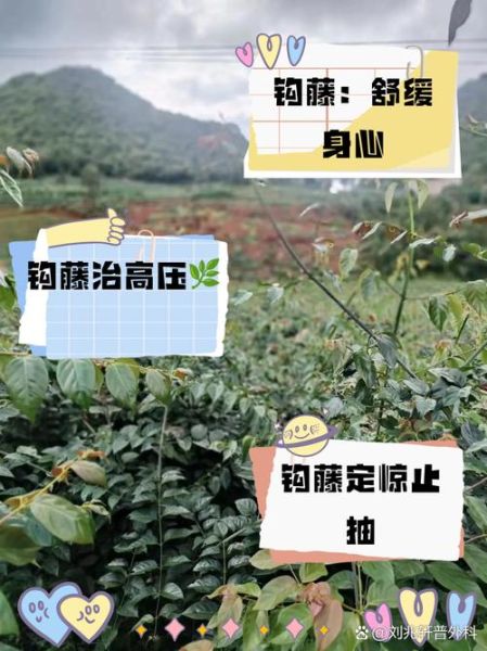 钩藤的功效与作用及食用方法_钩藤怎么吃效果最好-第1张图片-山城妙识