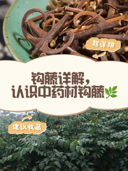 钩藤的功效与作用及食用方法_钩藤怎么吃效果最好-第3张图片-山城妙识