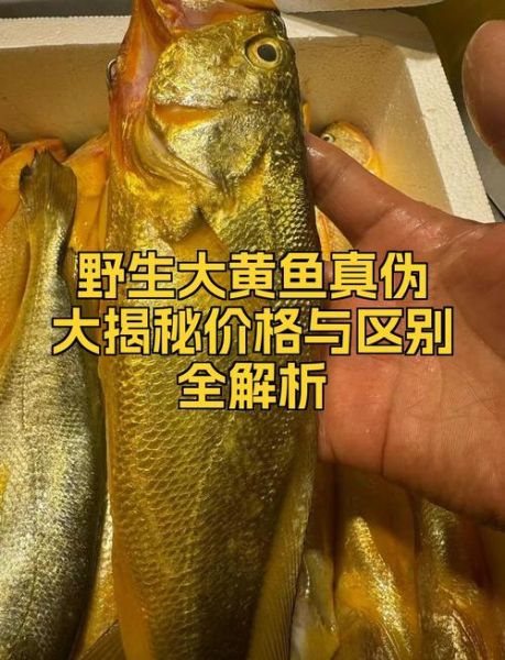 大黄鱼多少钱一斤2020_2020年大黄鱼价格走势-第3张图片-山城妙识 大黄鱼多少钱一斤2020_2020年大黄鱼价格走势-第3张图片-山城妙识