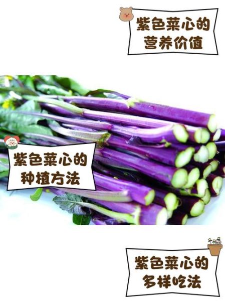 菜心的营养价值_菜心的功效与作用-第2张图片-山城妙识 菜心的营养价值_菜心的功效与作用-第2张图片-山城妙识