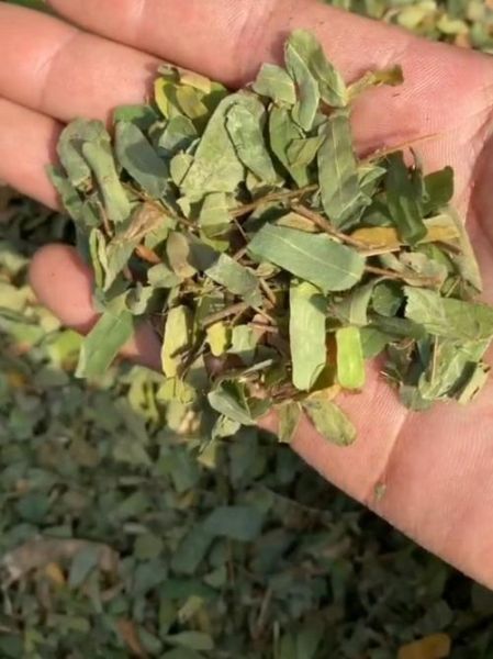 鸡骨草长什么样_鸡骨草图片特征-第2张图片-山城妙识