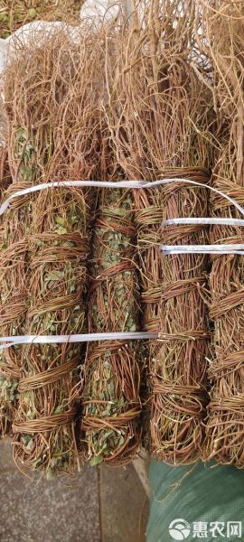 鸡骨草长什么样_鸡骨草图片特征-第3张图片-山城妙识