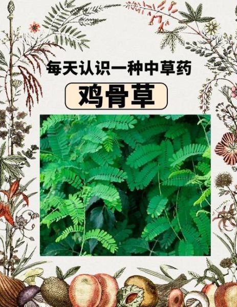 鸡骨草长什么样_鸡骨草图片特征-第1张图片-山城妙识