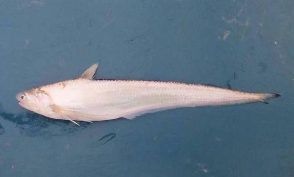 长江刀鱼图片大全_如何分辨真假刀鱼-第3张图片-山城妙识