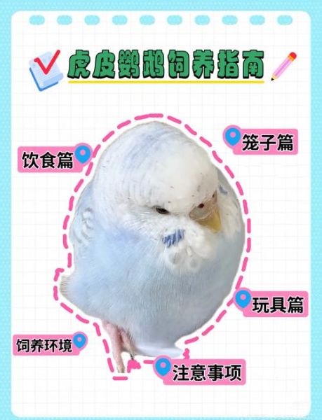 虎皮鹦鹉吃什么食物_虎皮鹦鹉能吃哪些蔬菜水果-第2张图片-山城妙识