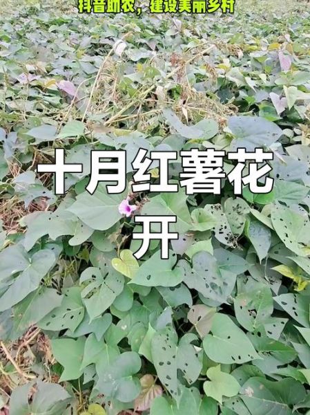 红苕花怎么养_红苕花什么时候开花-第3张图片-山城妙识