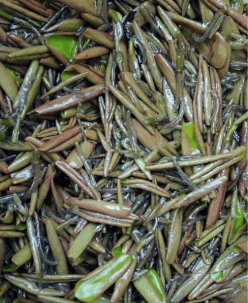 莼菜什么人不能吃_莼菜不能和什么一起吃-第2张图片-山城妙识