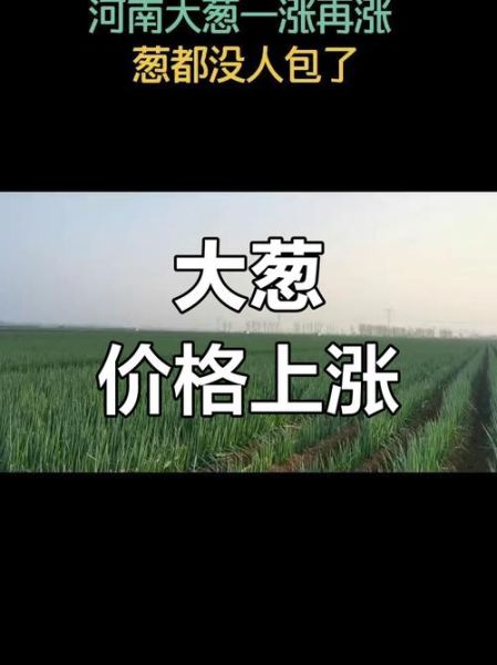 大葱多少钱一斤_大葱价格为什么涨-第1张图片-山城妙识